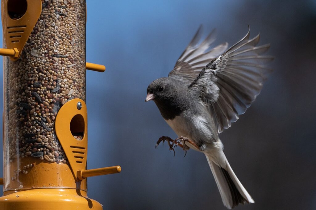 6 Dear EarthTalk: IS PUTTING OUT BIRDHOUSES AND/OR BIRD FEEDERS GOOD OR ...